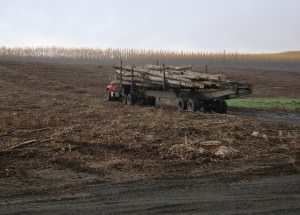 Symmetrical Beauty of Boardman Tree Farm In Oregon, USA