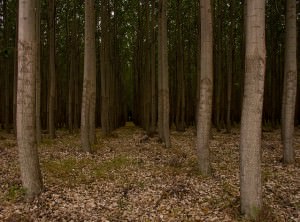 Symmetrical Beauty of Boardman Tree Farm In Oregon, USA