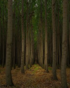 Symmetrical Beauty of Boardman Tree Farm In Oregon, USA