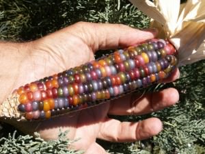 Meet Multicolored, Edible Corns from Oklahoma